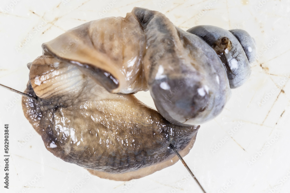 Structure of Giant African Snail in the laboratory. Stock Photo | Adobe ...