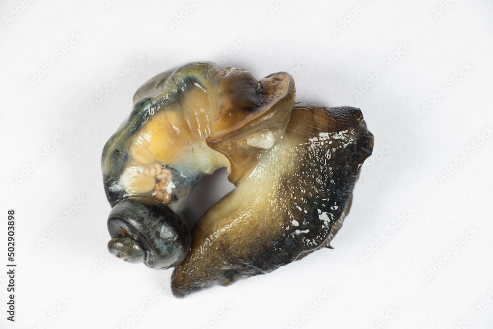 Structure of Giant African Snail in the laboratory. Stock Photo | Adobe ...
