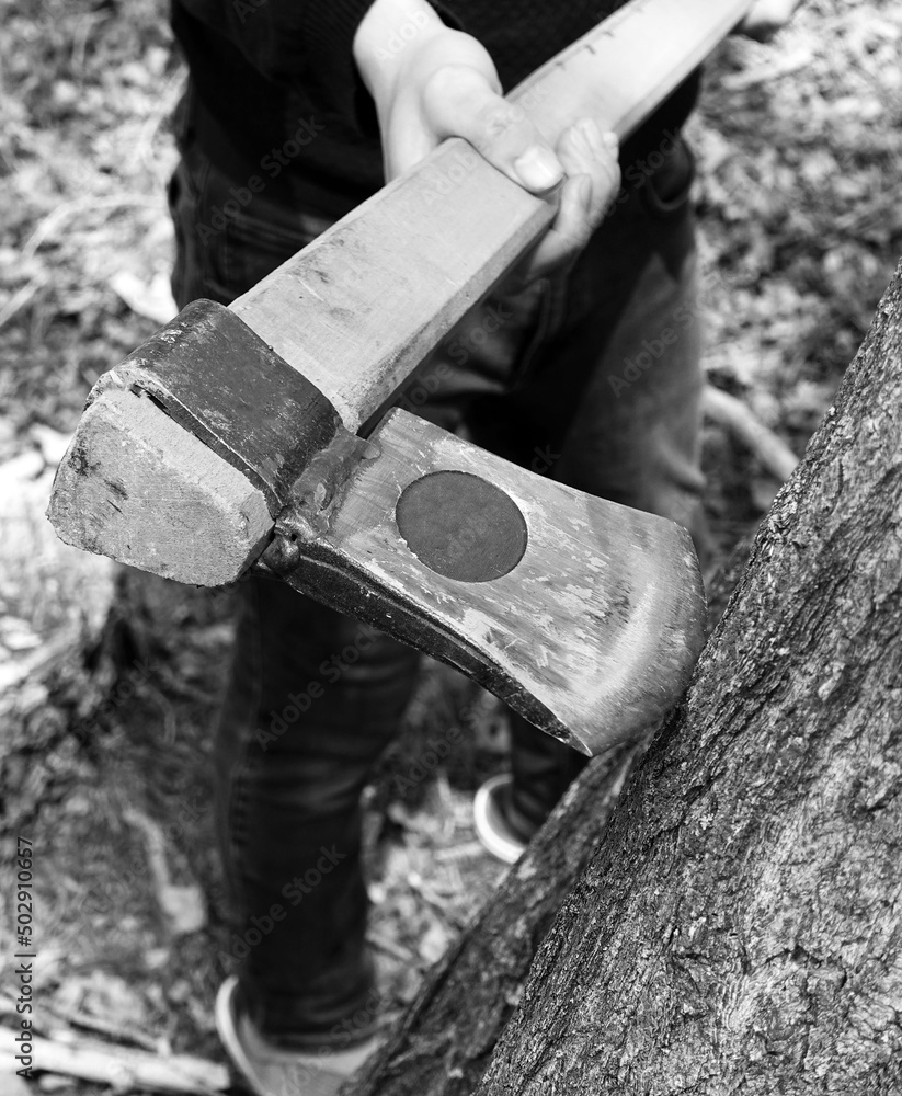 Foto de felling trees with an ax, tree slaughter, cutting trees without ...