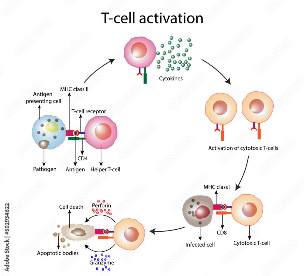 T-Cell activation diagram, helper T-cell and cytotoxic T-cell vector ... T-Cell activation diagram, helper T-cell and cytotoxic T-cell vector ...
