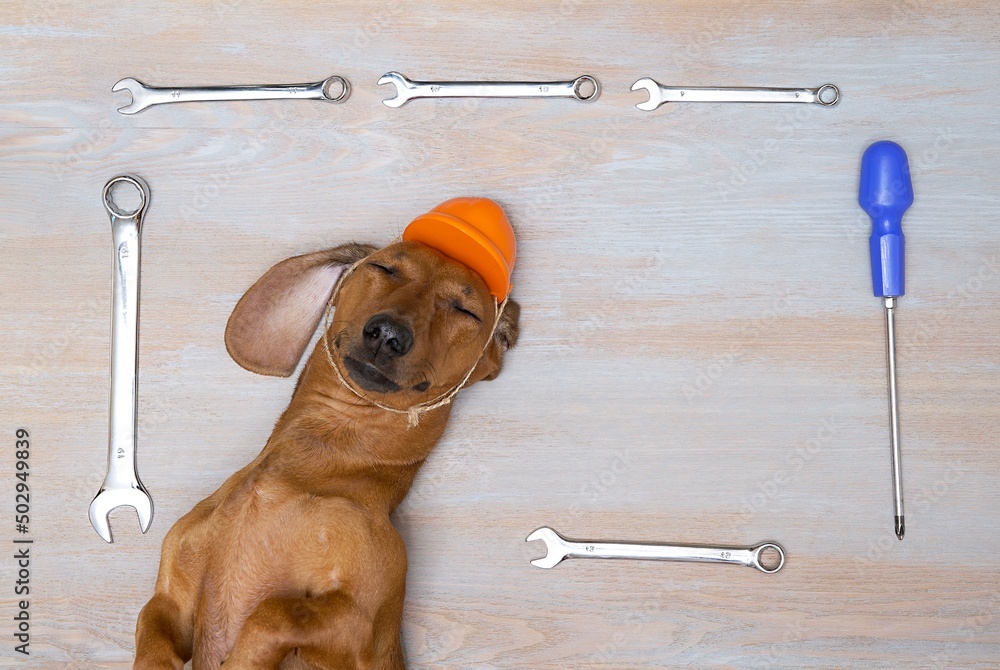 Hunting dog dachshund on Labor Day lies in a hard hat on his back with ...