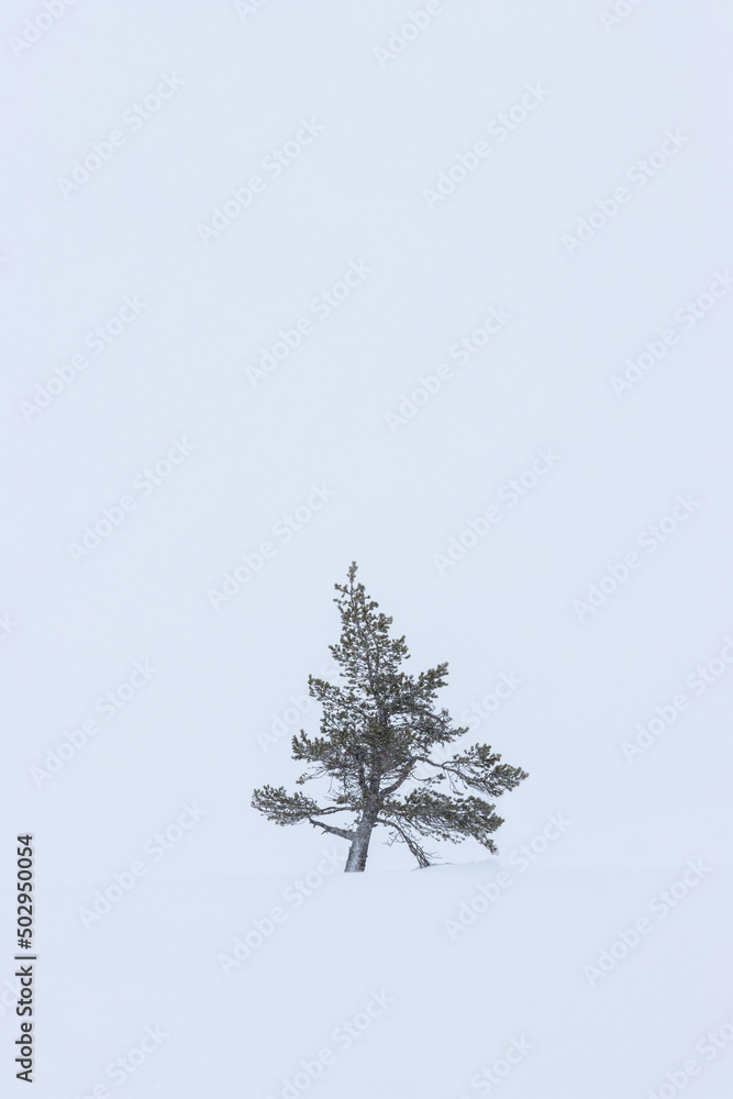evergreen conifer tree in a snowstorm, wallpaper with free space Stock ...