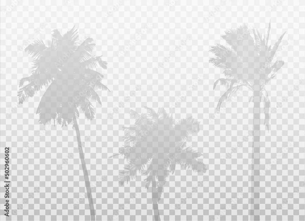 Set of palm tree shadows. Three Natural silhouettes isolated on ...