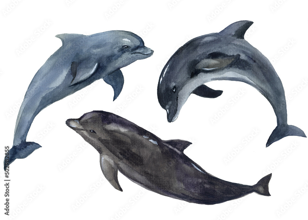 Watercolor dolphins illustartion. Watercolor cute sea life. Atlantic ...