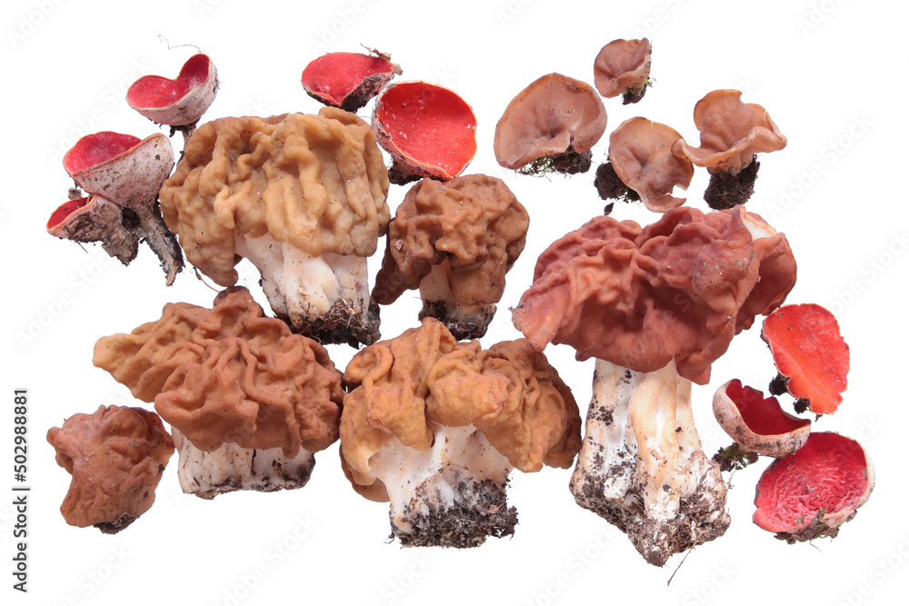 Still life with early spring mushrooms: Snow morel (Gyromitra gigas ...