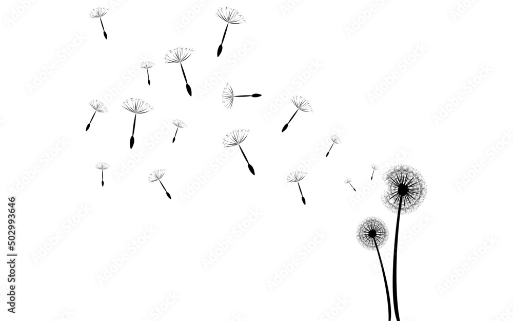 Pusteblumen Stock Vector | Adobe Stock