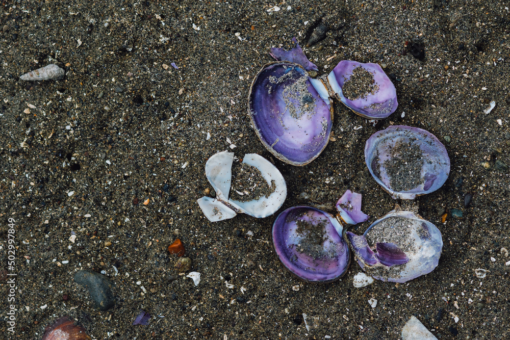 purple clam shells in a circle on the sand, beach Stock Photo | Adobe Stock
