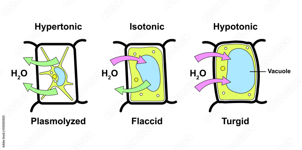 Vecteur Stock Morpholigical Differences Between Turgid Cell And ...