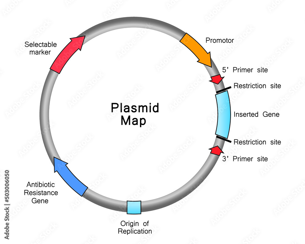 Simple Illustration Of Plasmid Map. Colorful Symbols. Vector ...