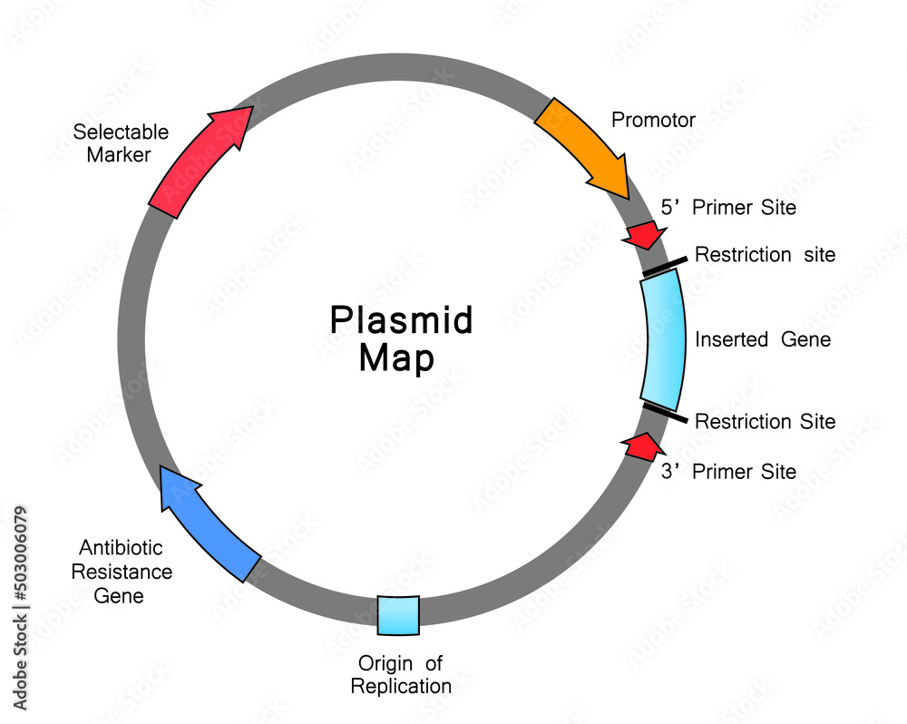Simple Illustration Of Plasmid Map. Colorful Symbols. Vector ...