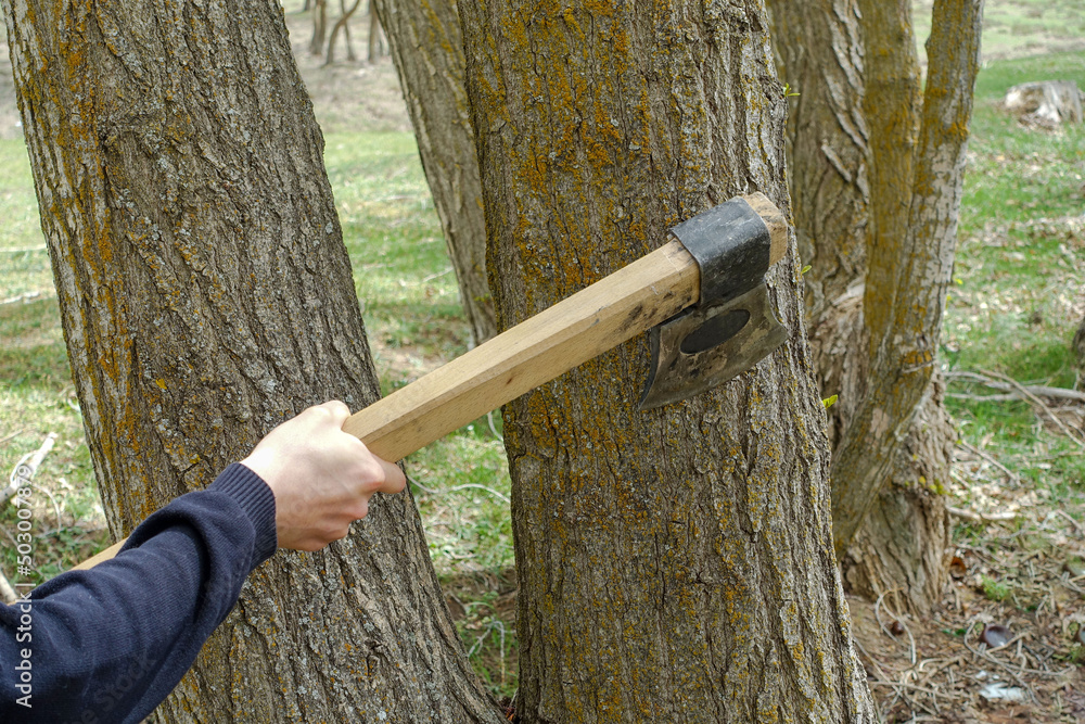 felling trees with an ax, tree slaughter, cutting trees without ...