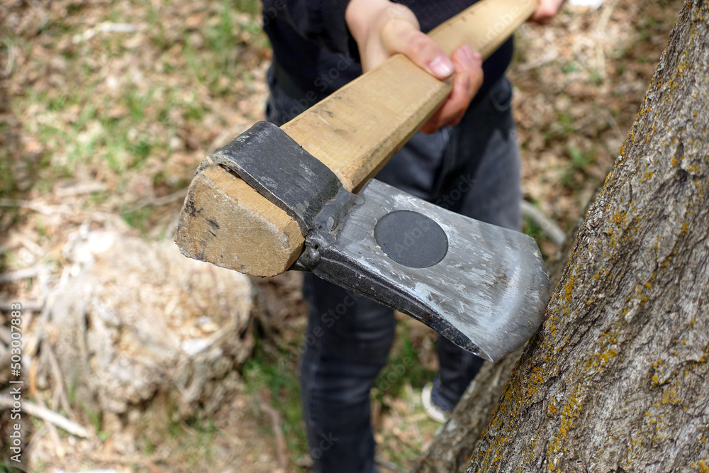 Foto de felling trees with an ax, tree slaughter, cutting trees without ...