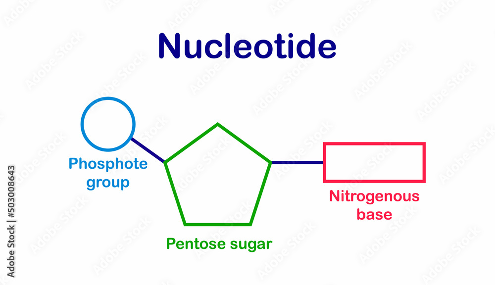 chemical structure of DNA nucleotide Stock Vector | Adobe Stock