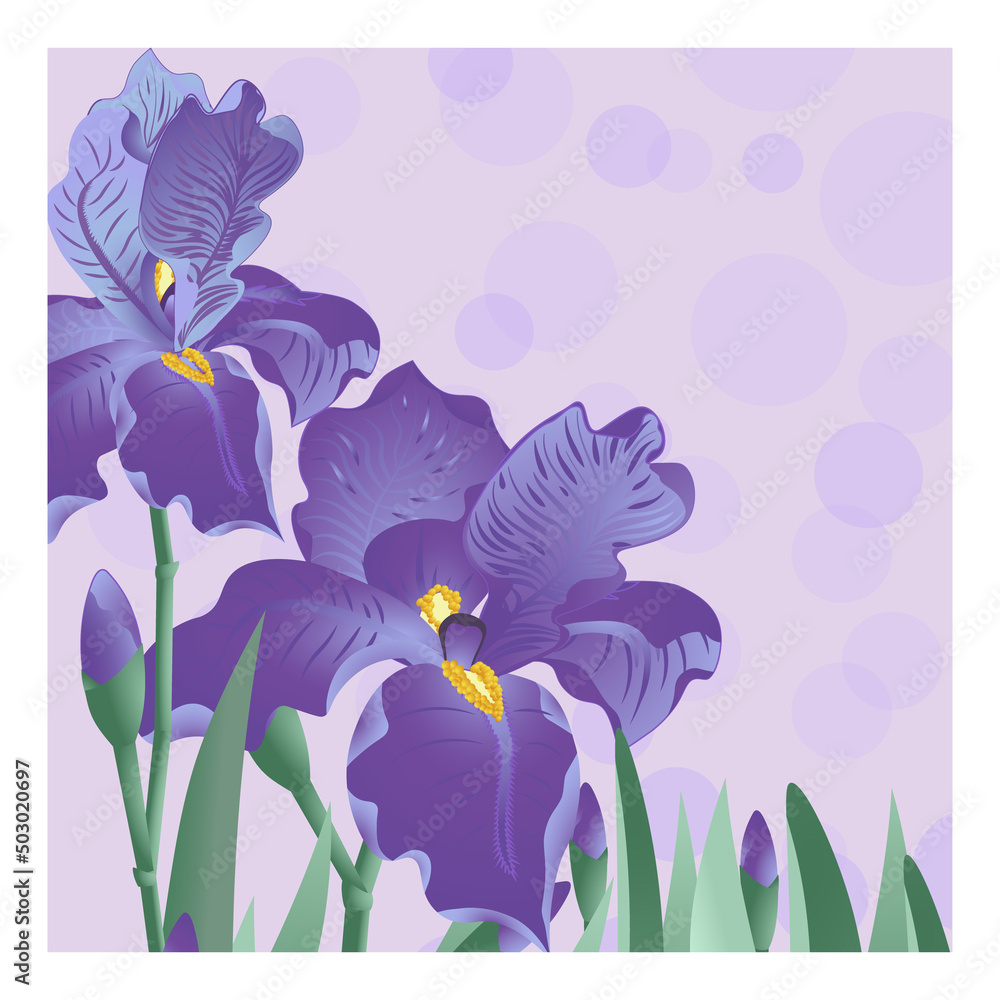 Vector banner with blue iris flowers on the purple background. Vector ...