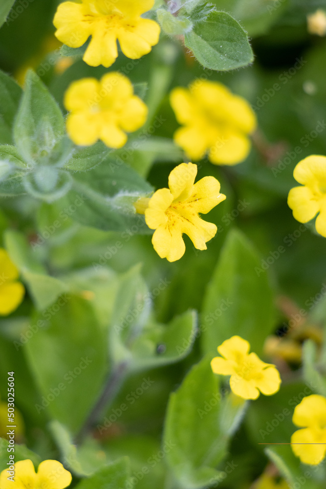 Yellow flowering axillary indeterminate minor raceme inflorescences of ...