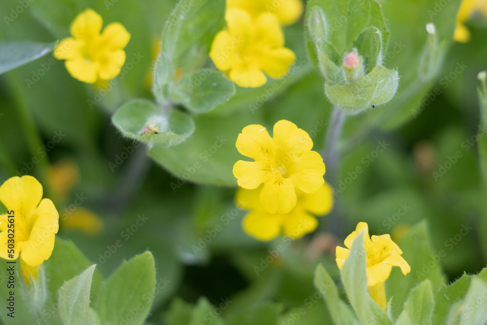 Yellow flowering axillary indeterminate minor raceme inflorescences of ...