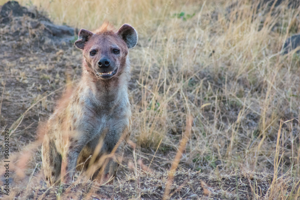 Bloody Spotted Hyena After a Kill in Maasai Mara, Kenya. Stock Photo ...