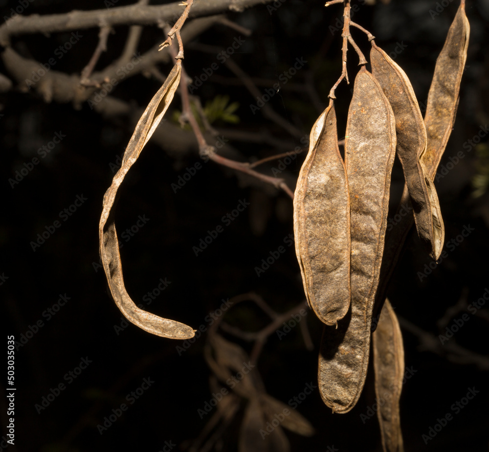 Robinia pseudoacacia, commonly known in its native territory as black ...