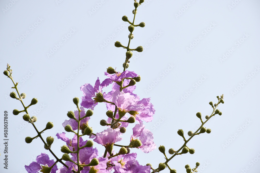 Queen's Flower or Inthanin flower in Thailand and speciosa or Bang lang ...