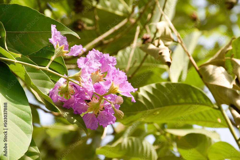 Queen's Flower or Inthanin flower in Thailand and speciosa or Bang lang ...