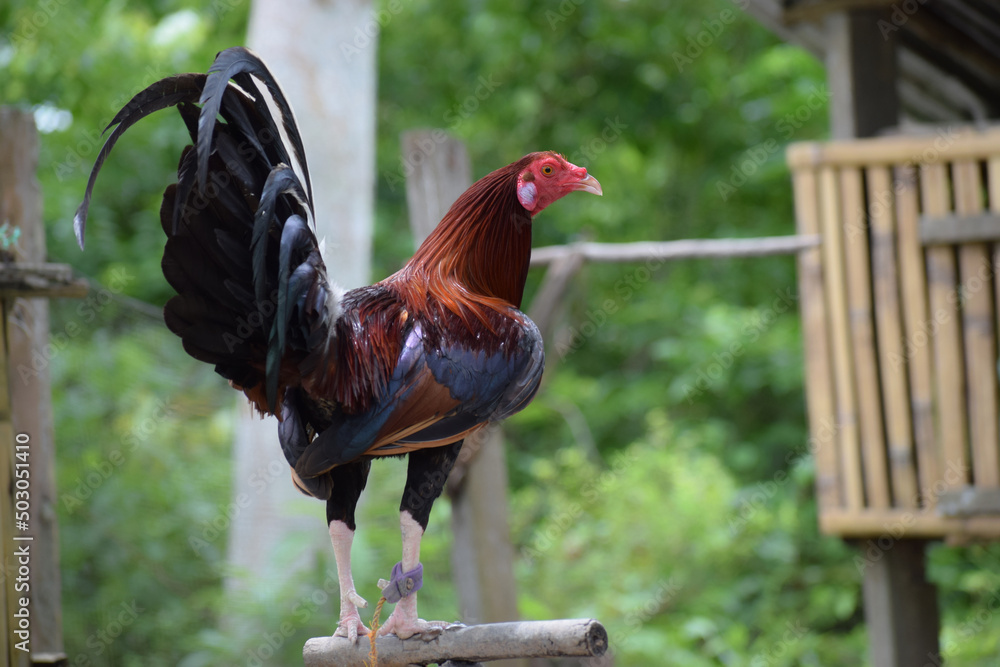 Big rooster in the Philippines Stock Photo | Adobe Stock