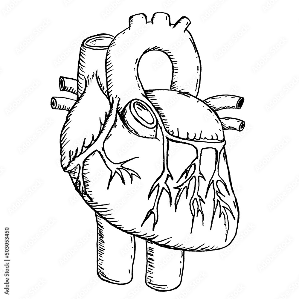 Human heart, freehand sketch Medical drawing Stock Illustration | Adobe ...