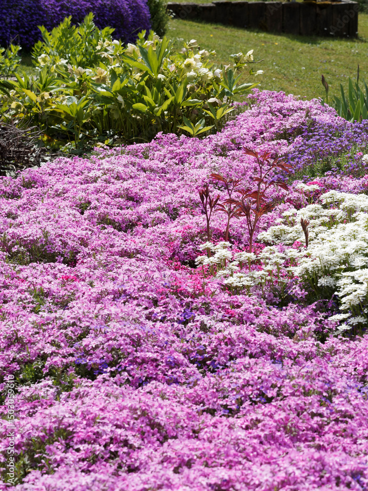 (Phlox subulata) Creeping phlox or moos phlox flowers in many varieties ...