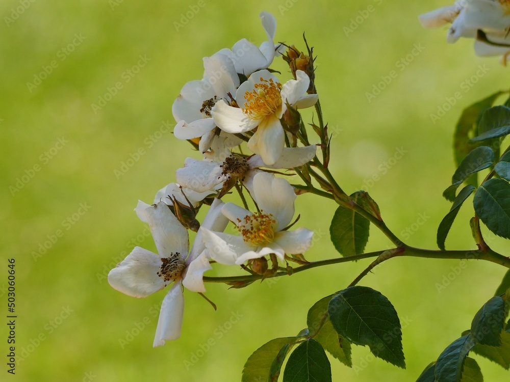 Rosa lucieae, detail small white hermaphrodite flowers smelling of ...