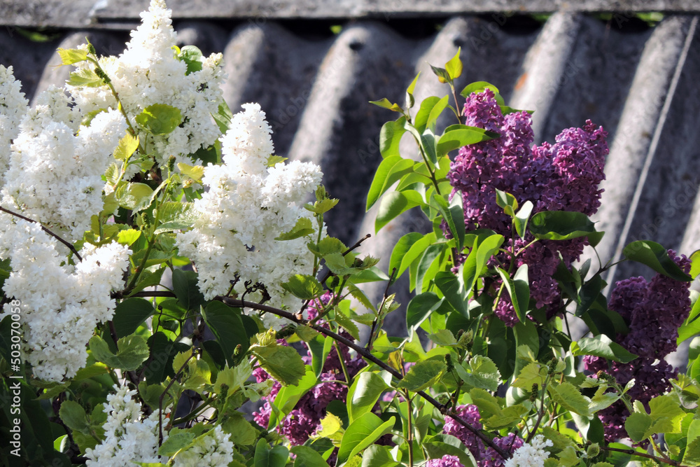 Two lilac shrubs which branches are covered with purple and white ...