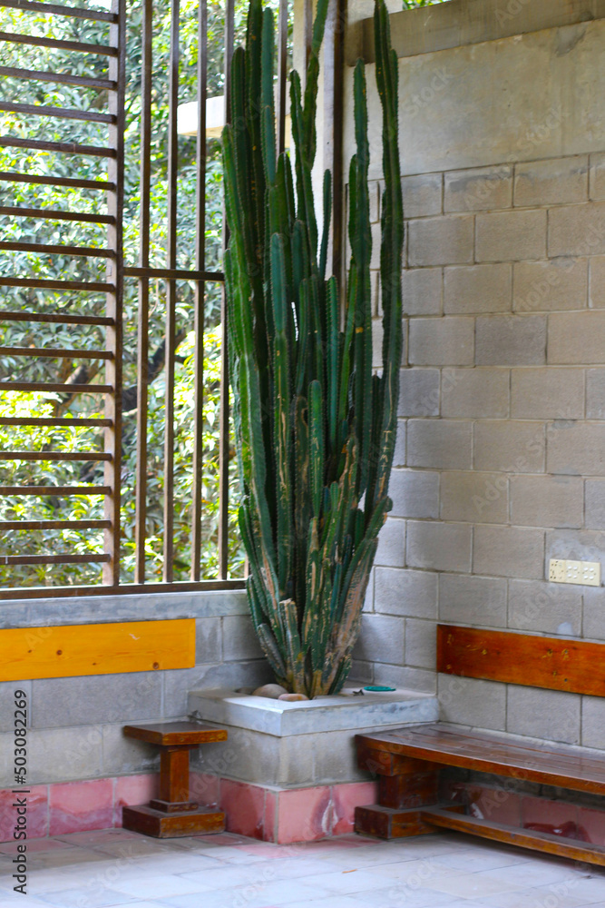 Close view of cactus Cereus jamacaru known as mandacaru or cardeiro ...