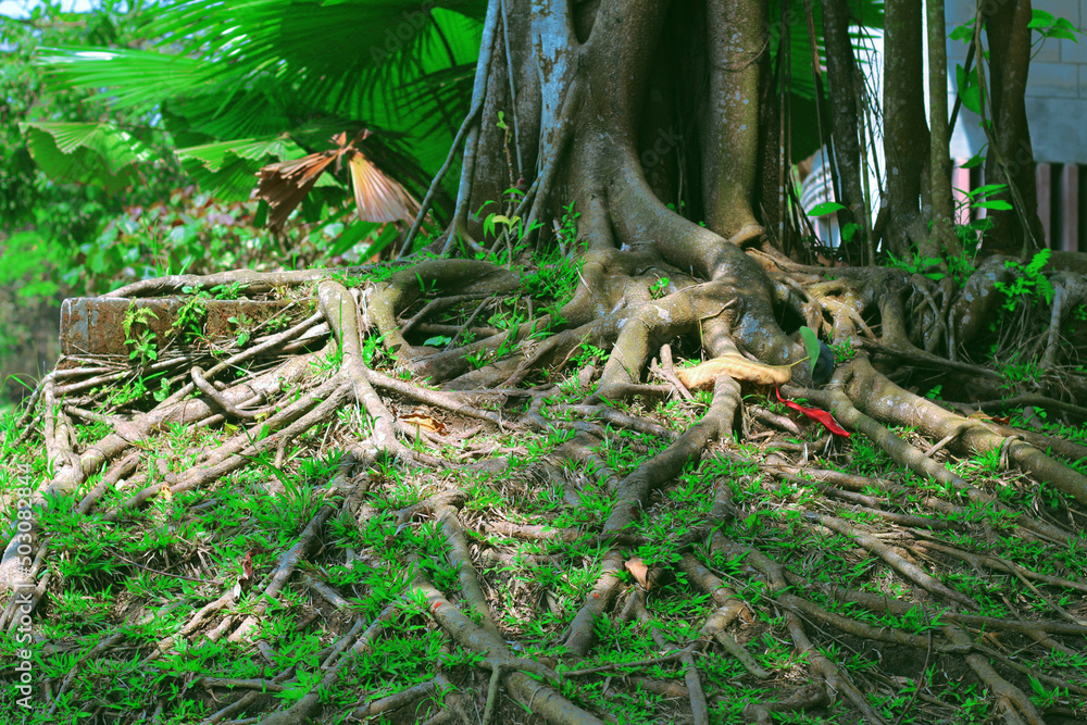 Large tree roots in the forest. Outdoor natural image of gigantic roots ...