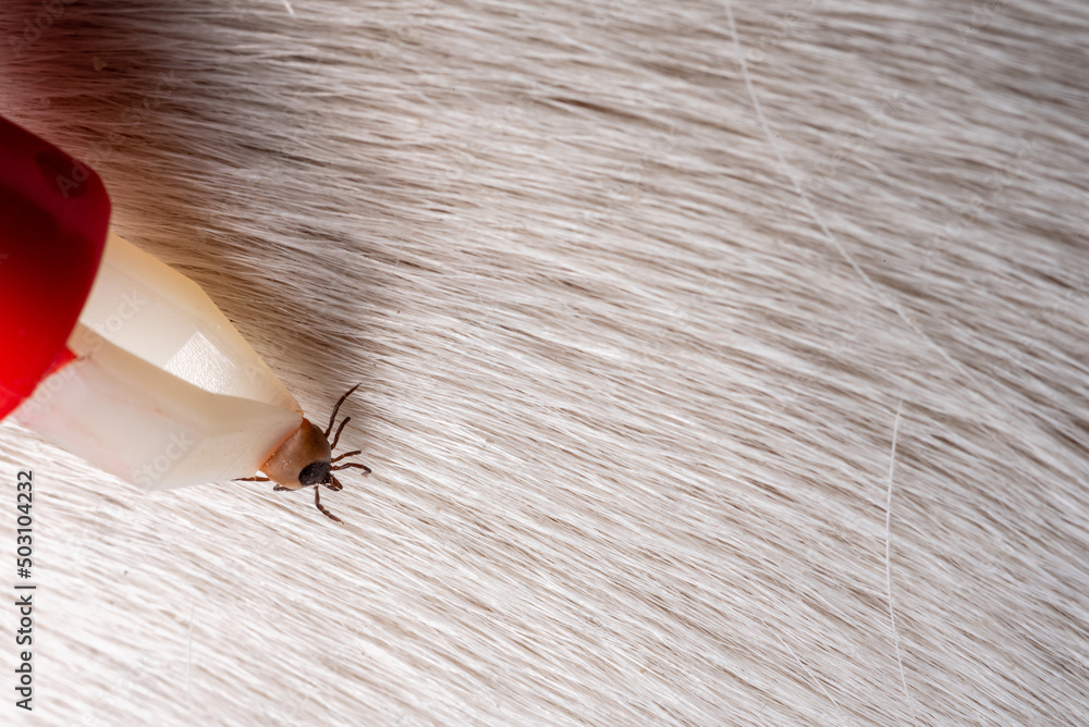 Removing a tick from a dog. A tick in parasite removal tongs in close ...