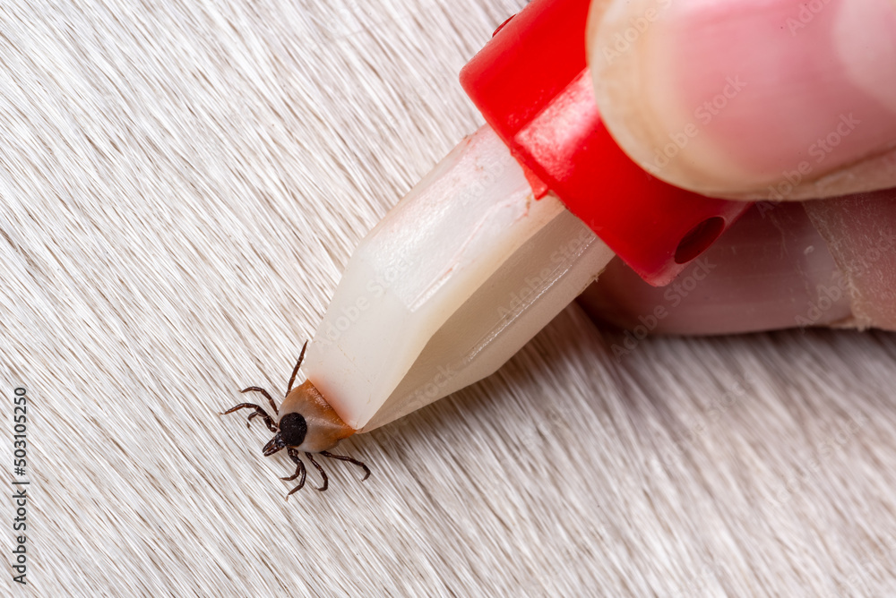 Removing a tick from a dog. A tick in parasite removal tongs in close ...
