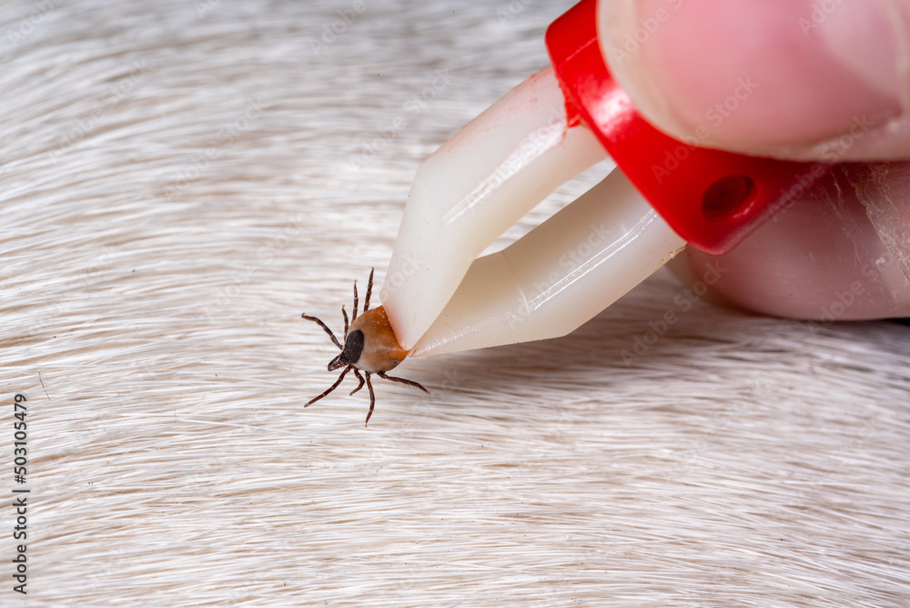Removing a tick from a dog. A tick in parasite removal tongs in close ...