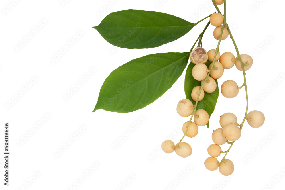 Baccaurea ramiflora ripe on in tropical plant on isolated white ...
