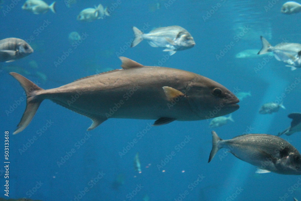 tuna - tuna fish swimming in ocean underwater known as bluefin tuna ...