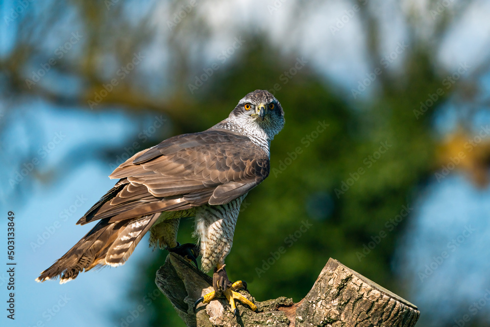 The northern goshawk (Accipiter gentilis) - a species of medium-large ...