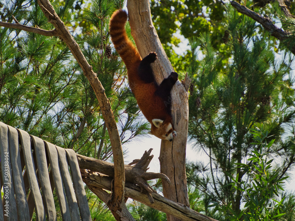 Furry red panda going down the tree in Omaha's Henry Doorly Zoo and ...
