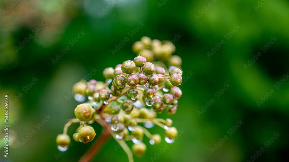 Lawsonia inermis, also known as Hina, the henna tree, the mignonette ...