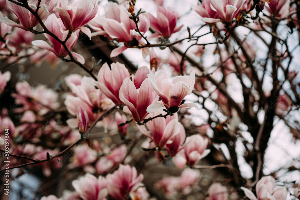 bright pink magnolia flowers on a background of blue sky. desktop ...