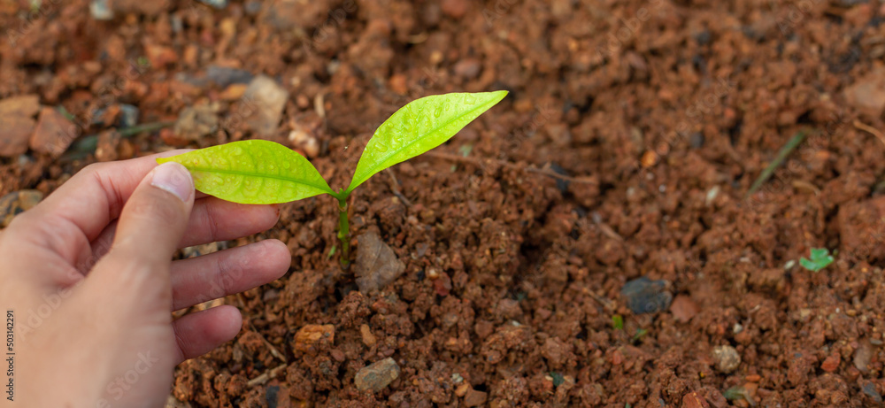 sprout, seedling, sapling, young plant growing on dirt with sunshine in ...
