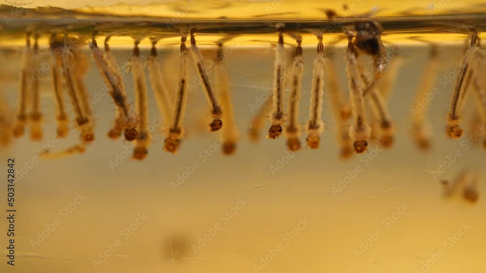 Close up larvae in water .Mosquitoes is vector born disease Dengue ...