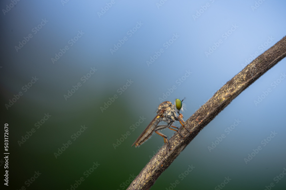 Close-up of robber flies (Asilidae) or killer flies waiting to ambush ...