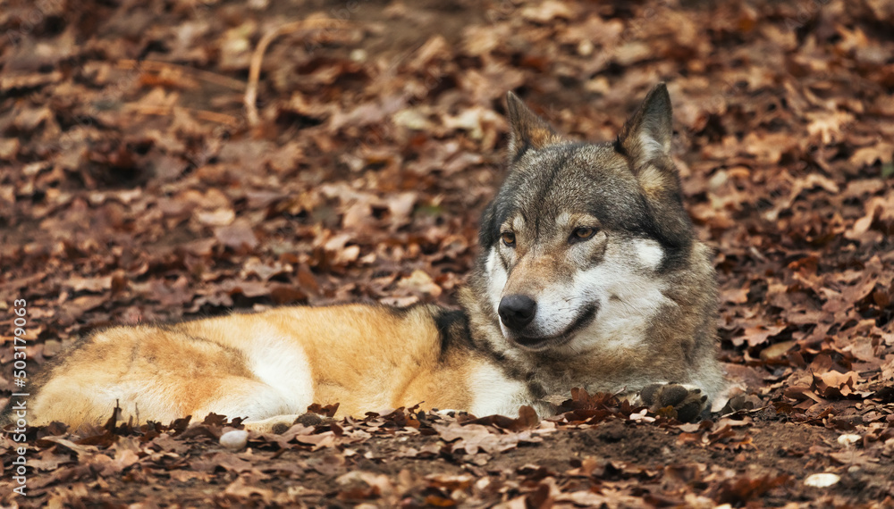 Eurasian wolf, also known as the gray or grey wolf also known as Timber ...