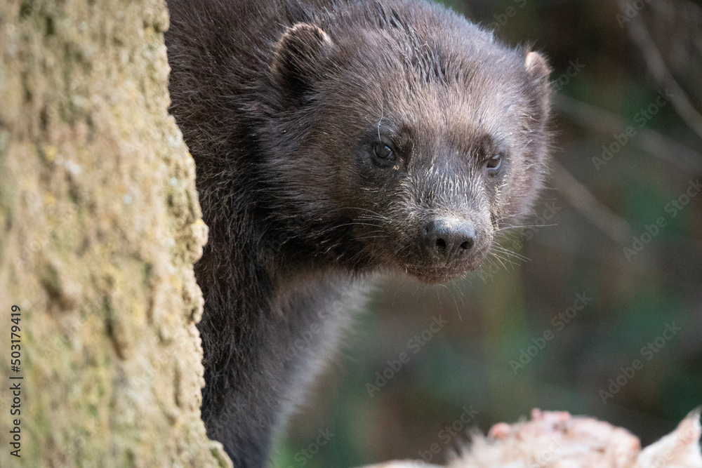 Wolverine in Europe. Wildlife scene from nature. Rare animal from north ...
