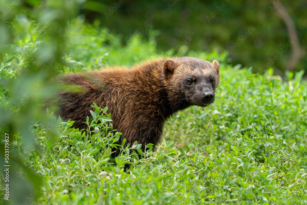Wolverine in Europe. Wildlife scene from nature. Rare animal from north ...