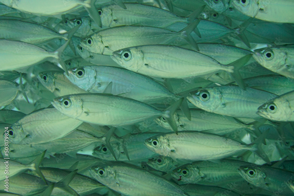 A large school of silver fish swimming in the blue waters of the ...