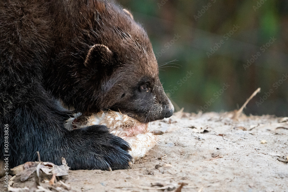 Wolverine in Europe. Wildlife scene from nature. Rare animal from north ...