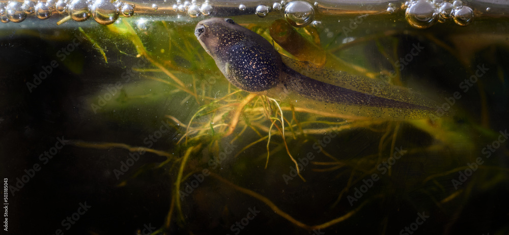 tadpole, amphibian, frog, aquatic, underwater, pond, life, macro ...