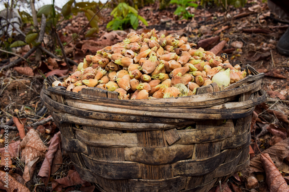 Mahua flowers naturally dried and picked in bamboo basket in Forest ...